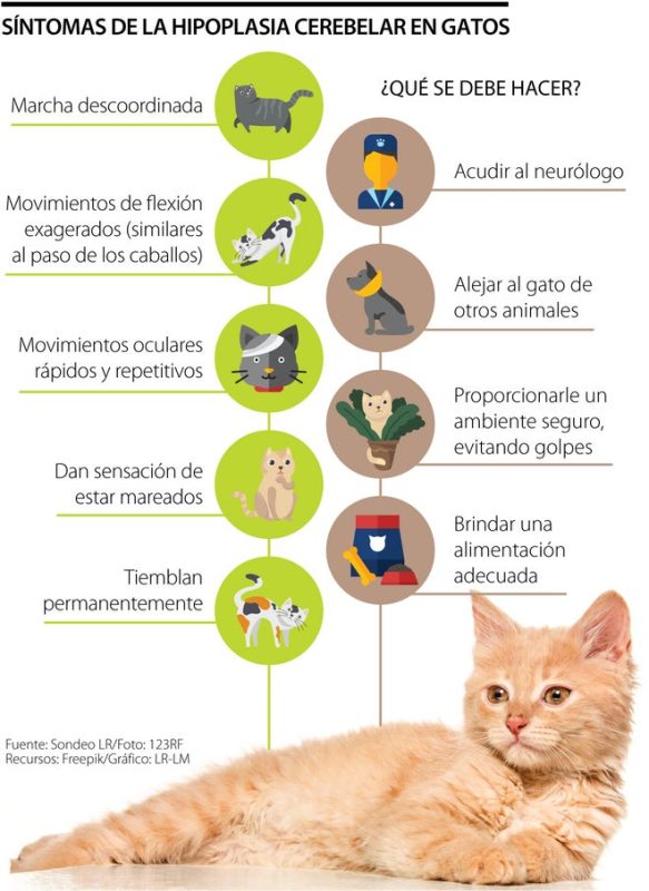 Conozca cuáles son los síntomas para detectar si su gato sufre de ...